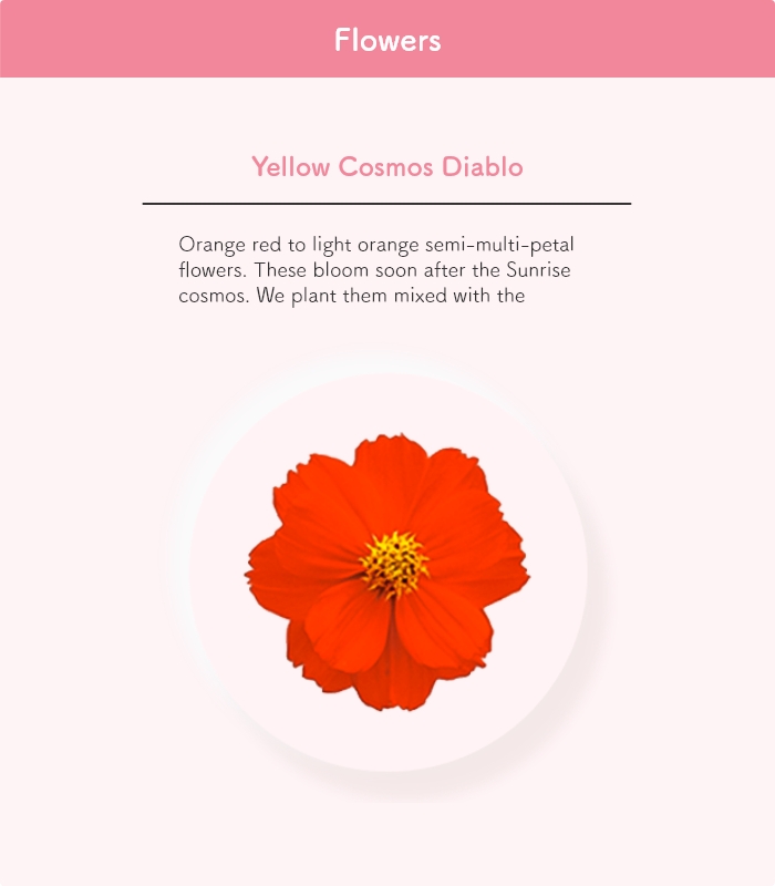 English Page｜太陽の丘えんがる公園 コスモス園